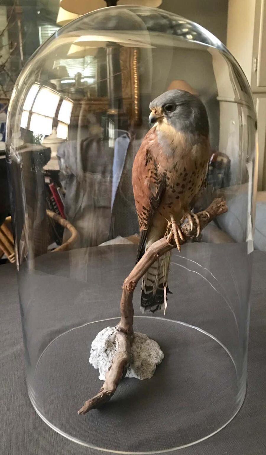 Taxidermy: Exploring one of the Most Complicated Collectibles - The ...