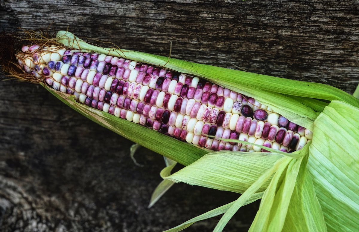 Great Collections: Svalbard Global Seed Vault - The Journal of Antiques ...