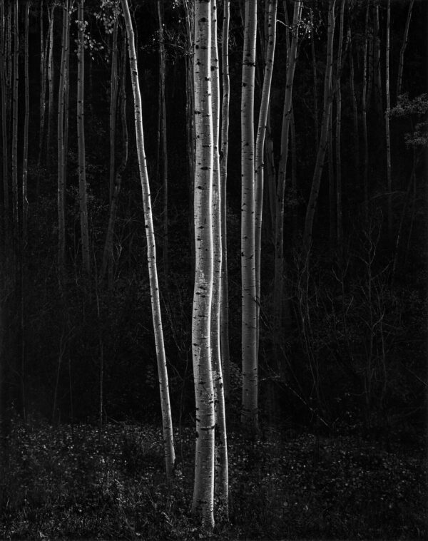 Ansel Adams photo, $720,000, Sotheby's